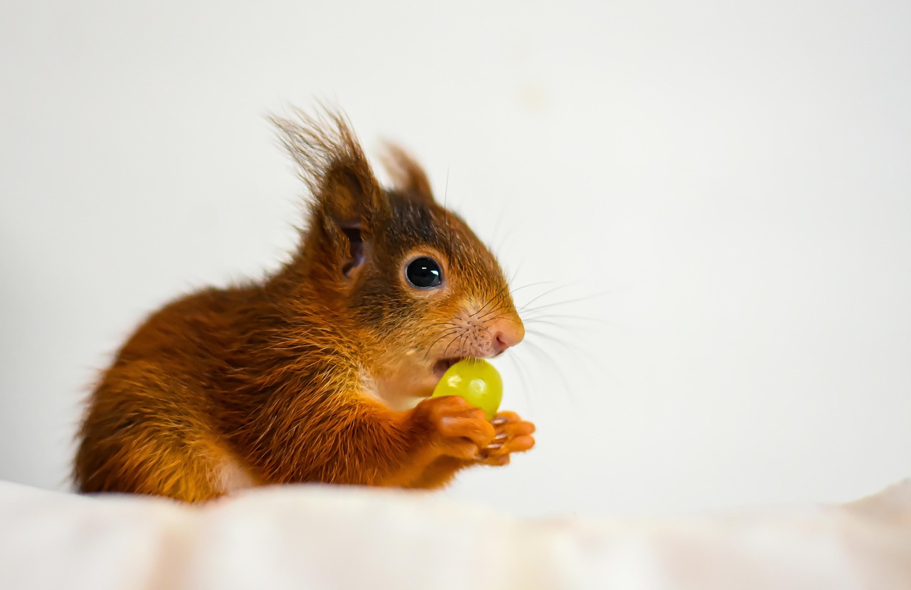 Squirrel Cub Small - Free photo on Pixabay