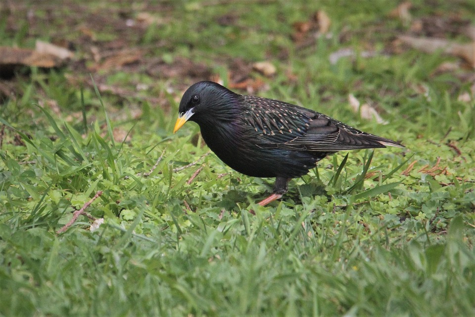 Eurasian Blackbird Black - Free photo on Pixabay