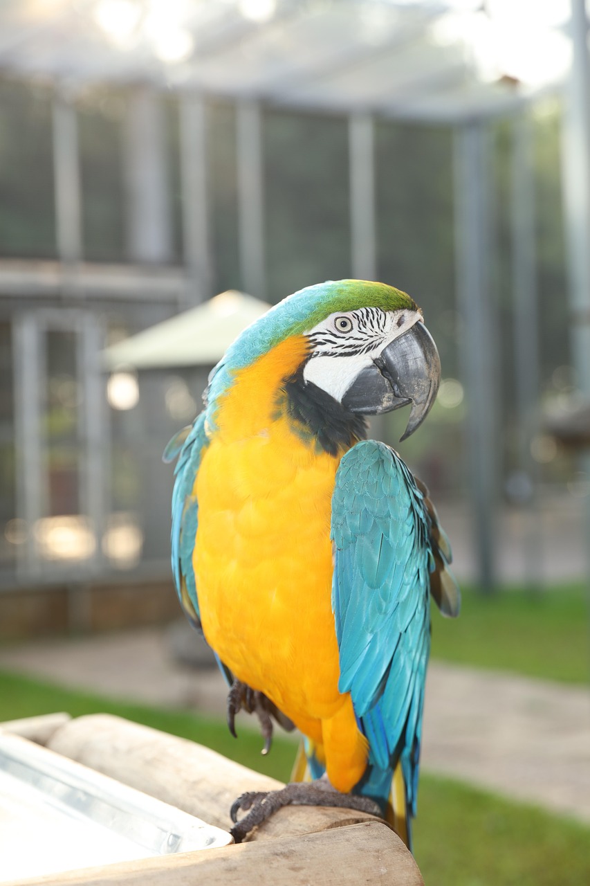 200000+ Green Yellow & ảnh Yellow miễn phí - Pixabay