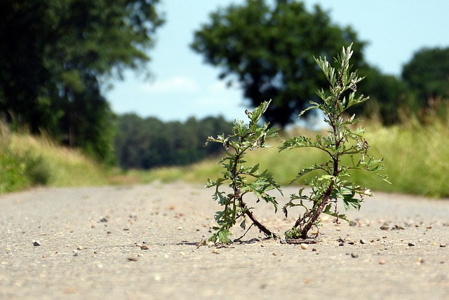 40,000+ Free Weed 4K Wallpaper & Beautiful Wallpaper Images - Pixabay