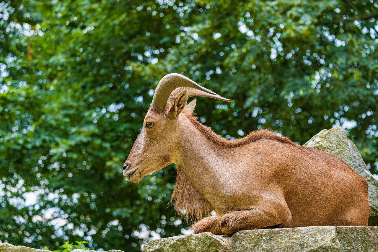Mane Springer Aoudad Sheep Mammal - Free photo on Pixabay - Pixabay