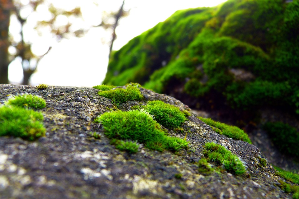 La Nature Vert Contexte - Photo gratuite sur Pixabay - Pixabay