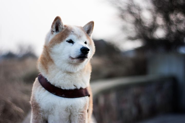 100+ Free Shiba Inu & Dog Images