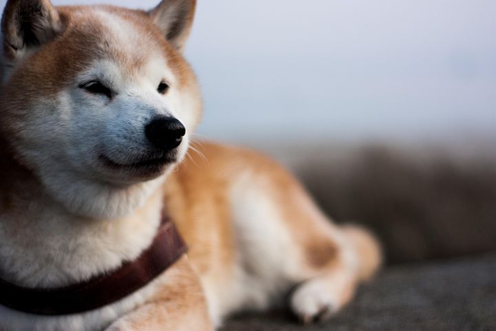 100+ Free Shiba Inu & Shiba Images - Pixabay