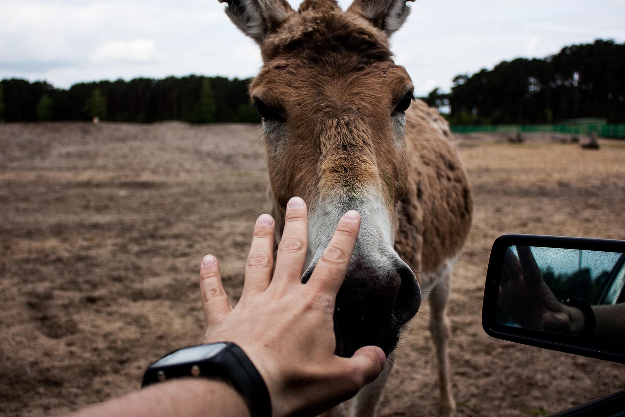 Donkey Zoo Animal - Free photo on Pixabay - Pixabay