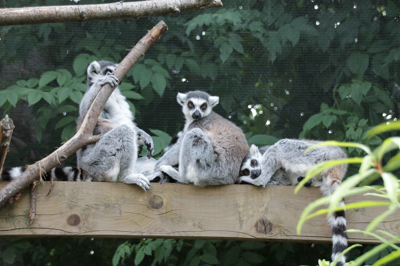 Lemurs Family Zoo - Free photo on Pixabay