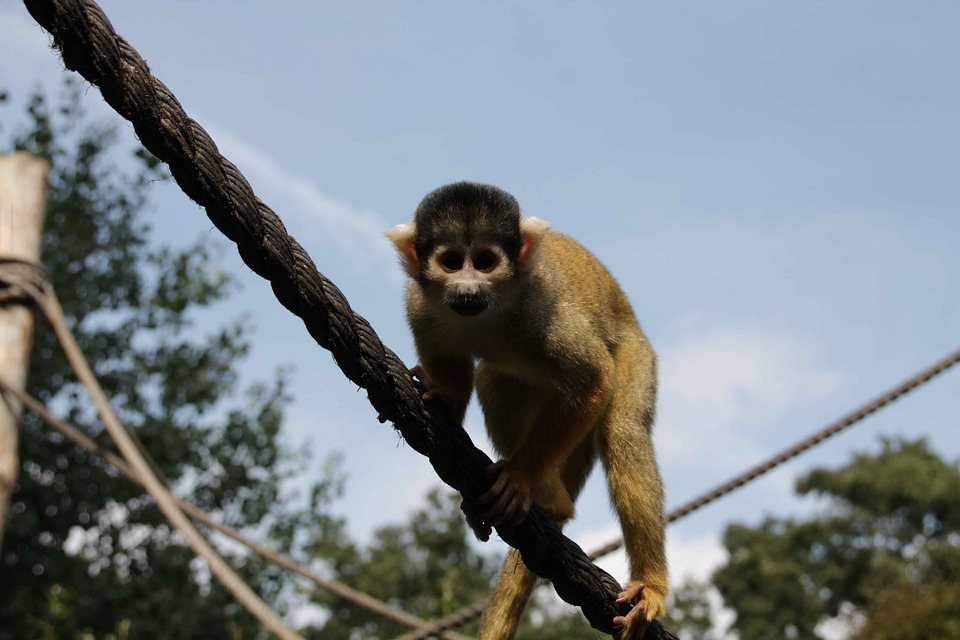 Singe Sur Une Branche Animal De - Photo gratuite sur Pixabay - Pixabay