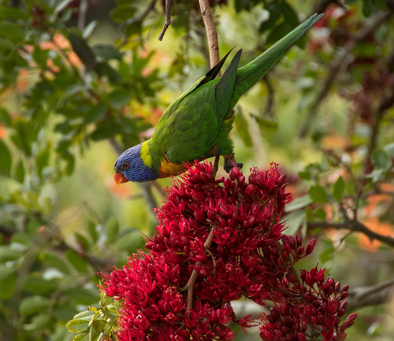 Rainbow Lorikeet Parrot Colourful - Free photo on Pixabay - Pixabay
