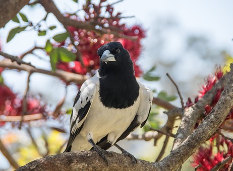10+ Free Butcherbird & Bird Photos - Pixabay