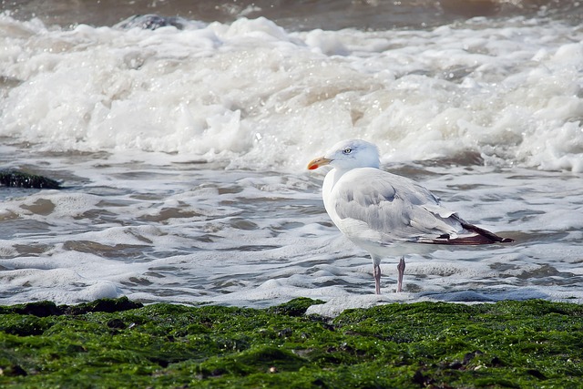 Gull Sea Waves - Free photo on Pixabay - Pixabay