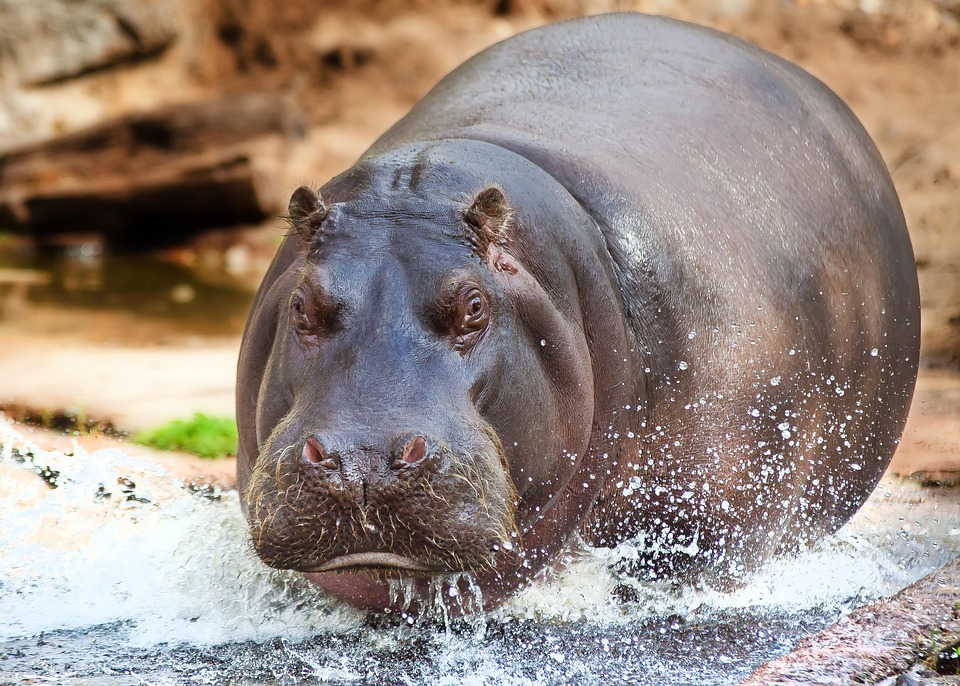 Hipop tamo Agua Animais Selvagens Foto Gratuita No Pixabay Pixabay Hipop tamo Agua Animais Selvagens Foto Gratuita No Pixabay Pixabay