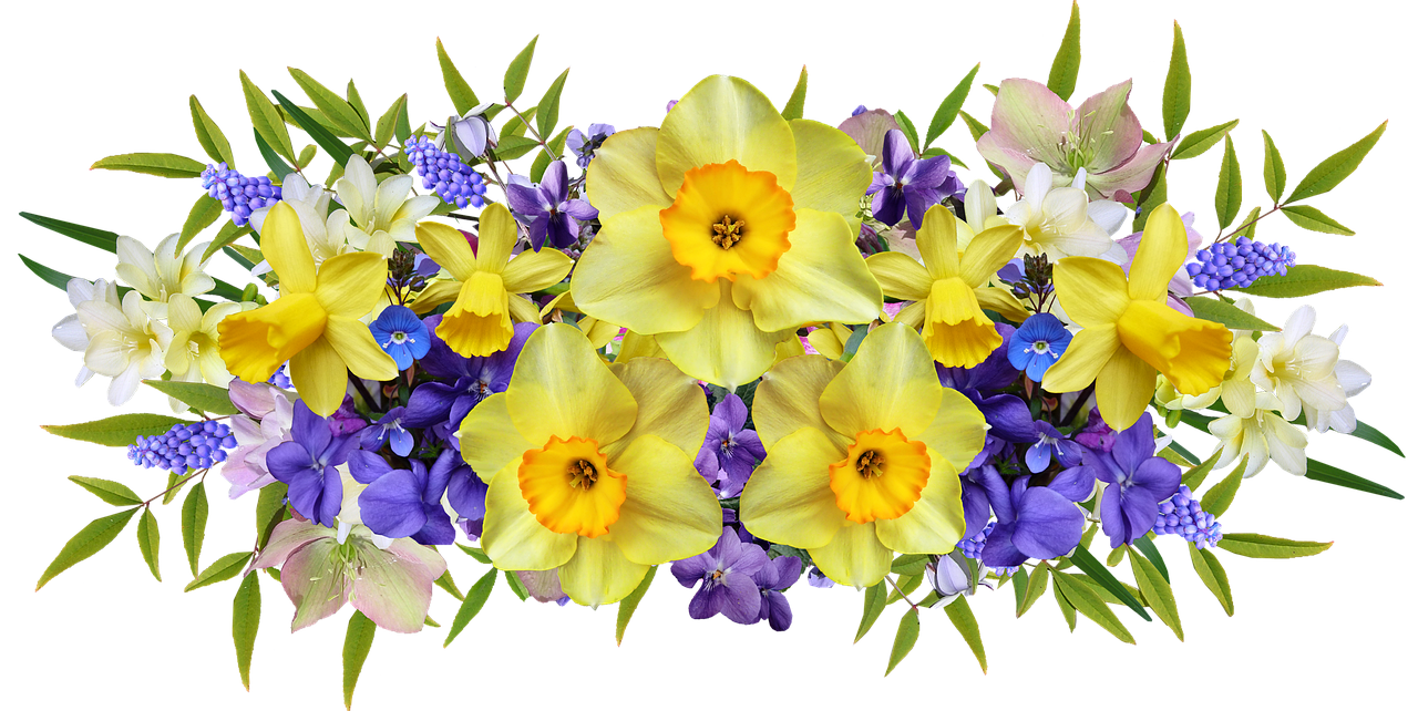 Flowers Spring Daffodils - Free photo on Pixabay