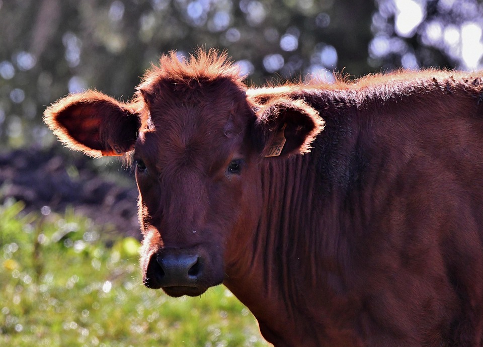 Vache Mammifère Herkauwer Contre - Photo gratuite sur Pixabay
