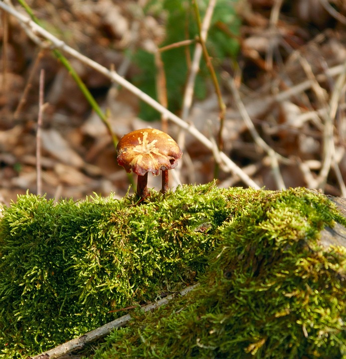 Champignon Forêt La Nature - Photo gratuite sur Pixabay - Pixabay