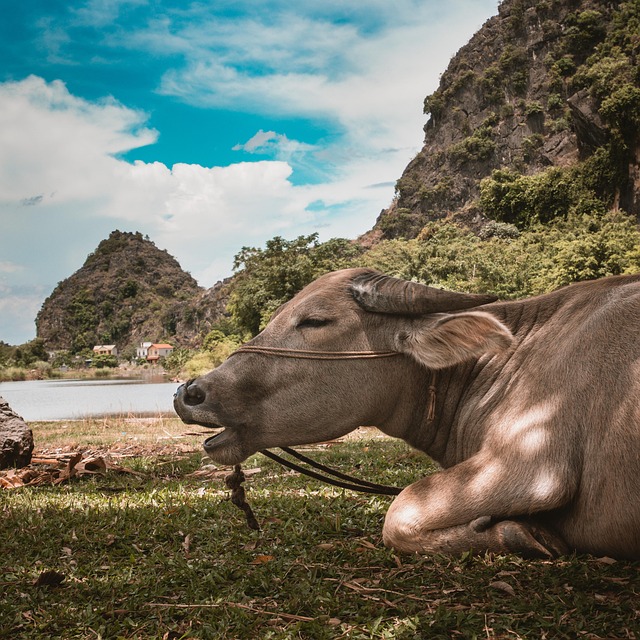 Vietnam Cow Agriculture - Free photo on Pixabay