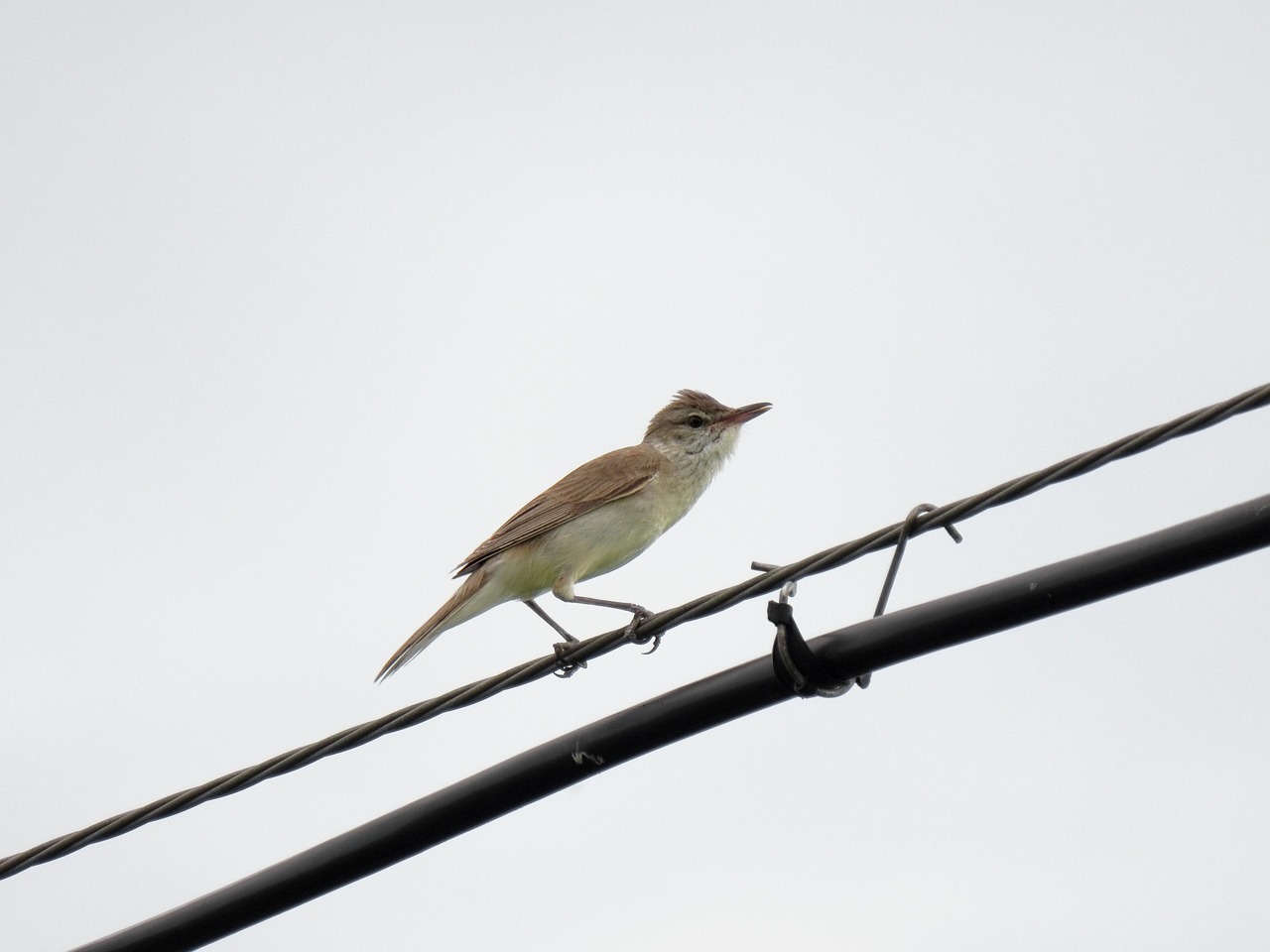 Animal Electrical Wire Bird Wild - Free photo on Pixabay