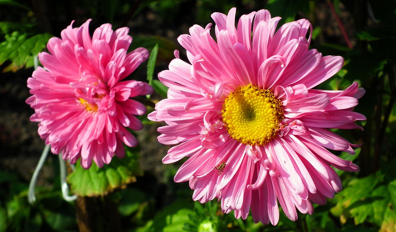 Asters Flowers Pink - Free photo on Pixabay - Pixabay