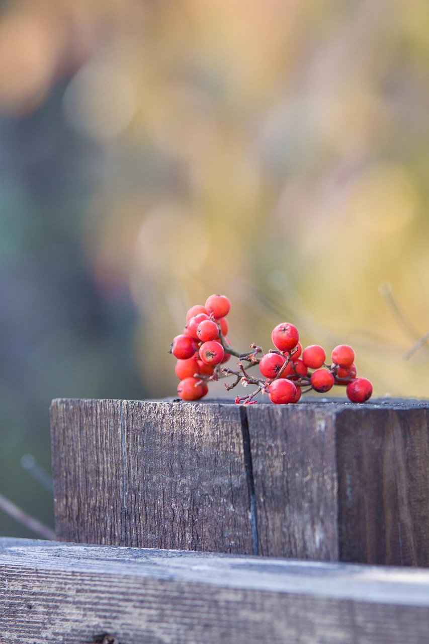 Rowan Cluster Autumn - Free photo on Pixabay - Pixabay