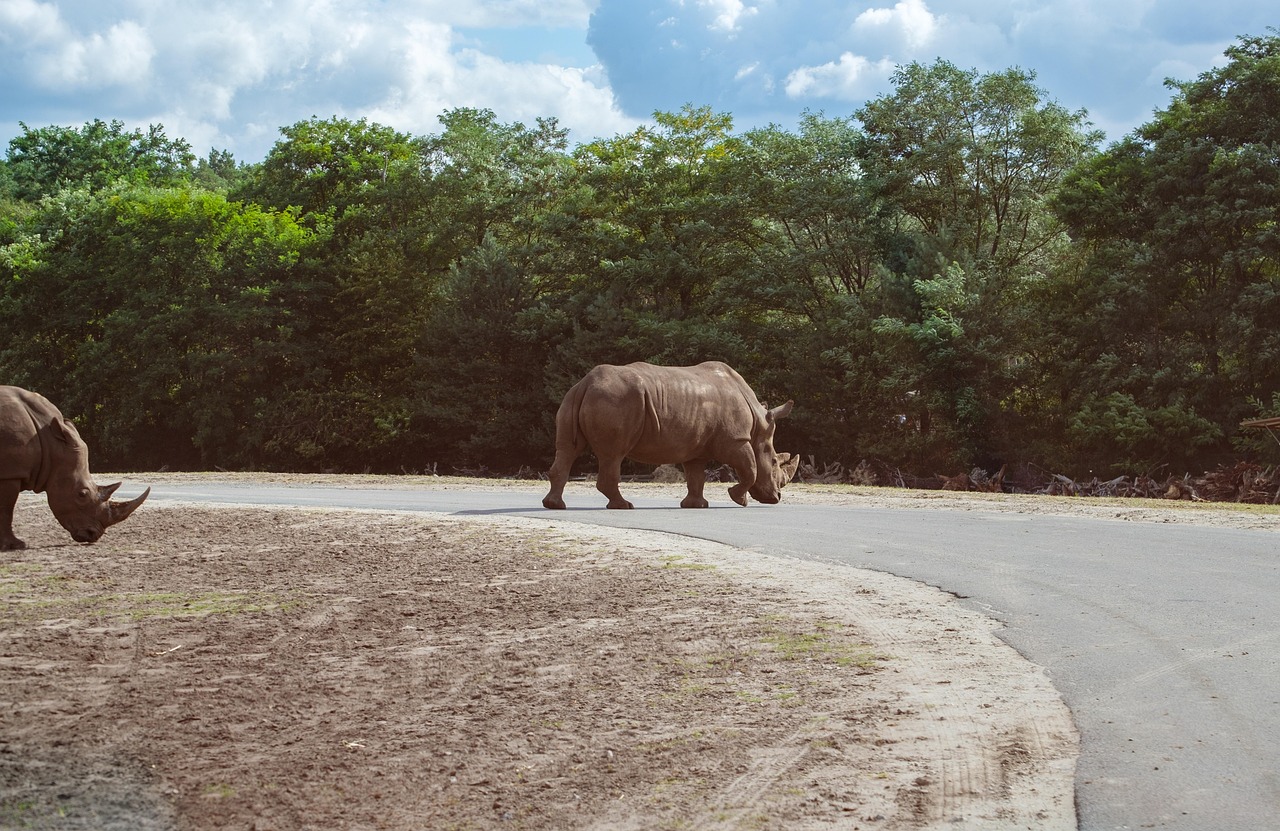 Rhino Rhinoceros Road - Free photo on Pixabay - Pixabay