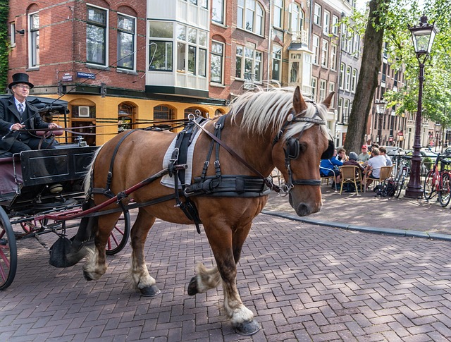Amsterdam Cheval Balade Le - Photo gratuite sur Pixabay - Pixabay