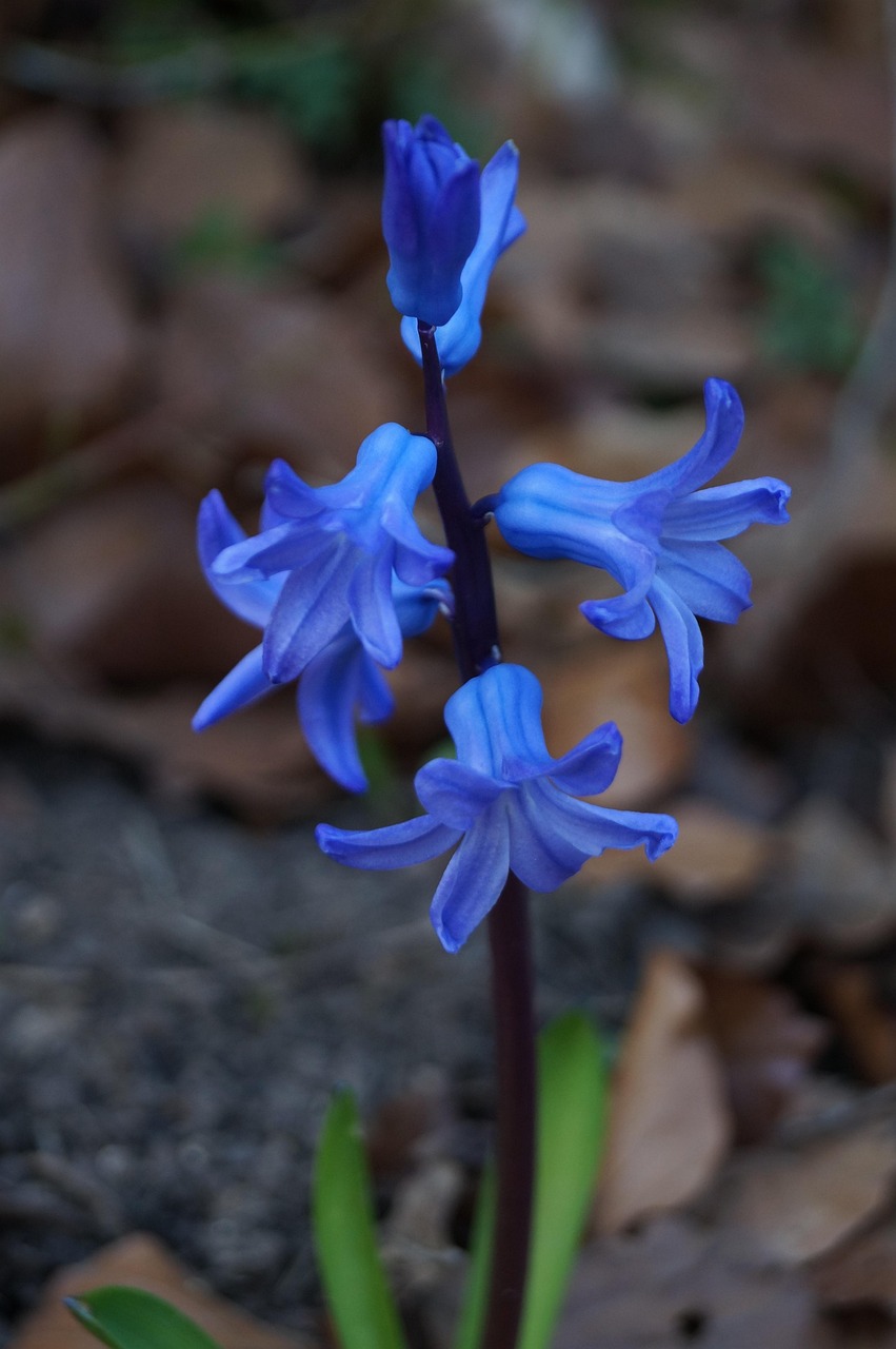 Jacinthe Plantes Fleur Le - Photo gratuite sur Pixabay - Pixabay