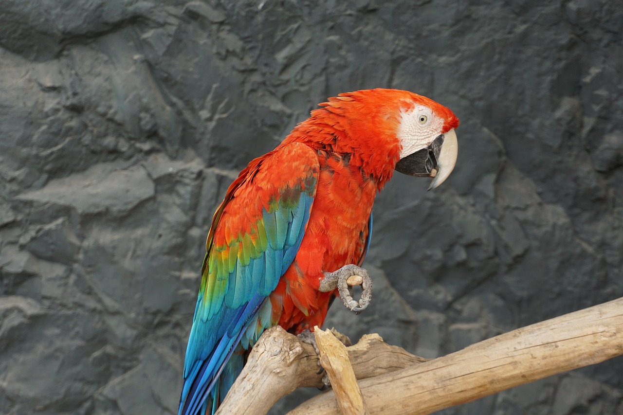 Animal Natureza Animais Selvagens - Foto gratuita no Pixabay - Pixabay