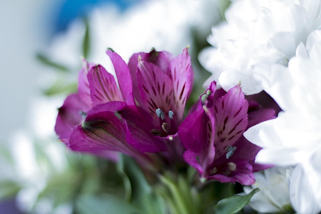 Alstremeria Alstromeria Flowers - Free photo on Pixabay - Pixabay