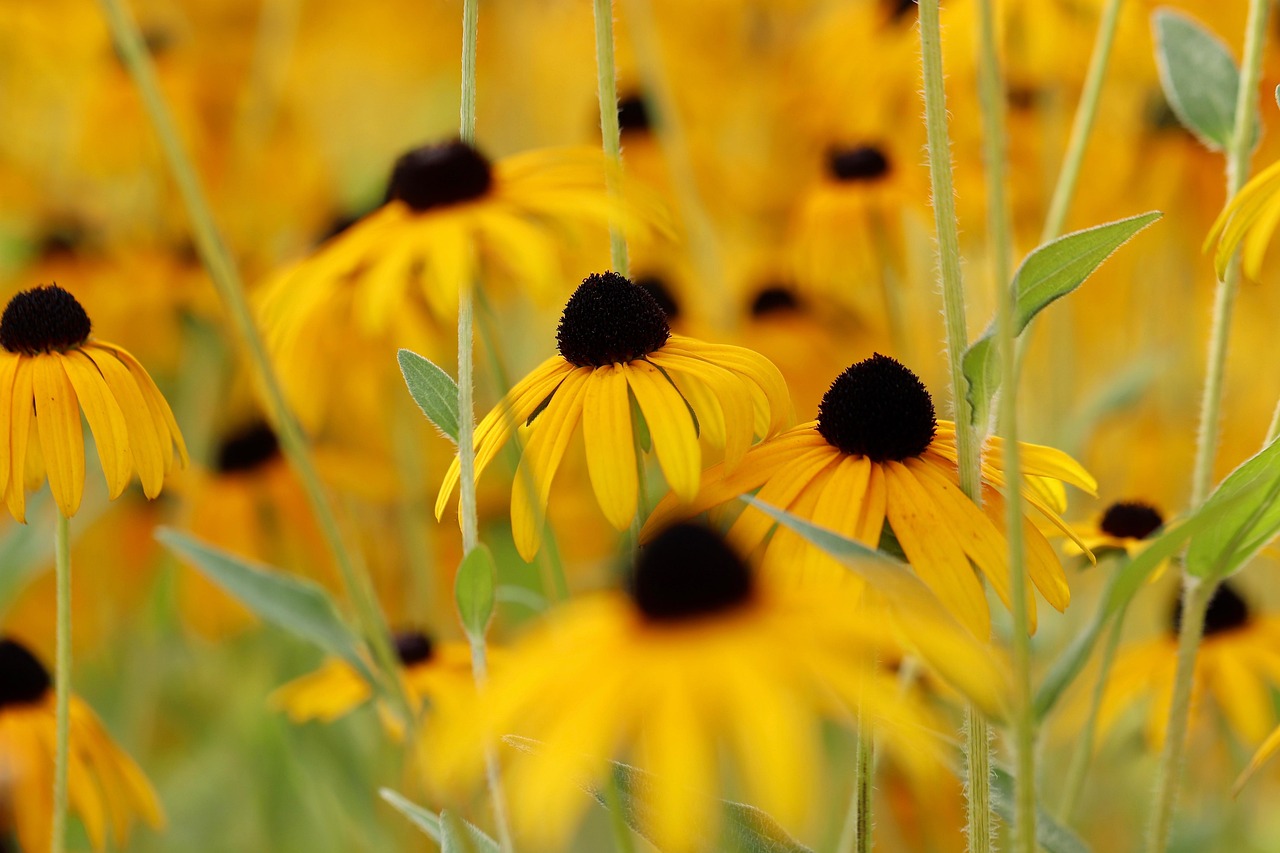 1,000+ Free Coneflower & Echinacea Images - Pixabay