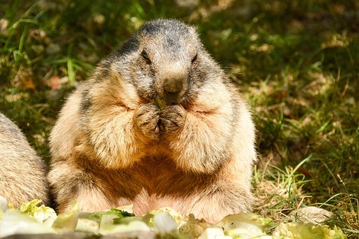 Plus de 200 images de Marmotte et de Nature - Pixabay