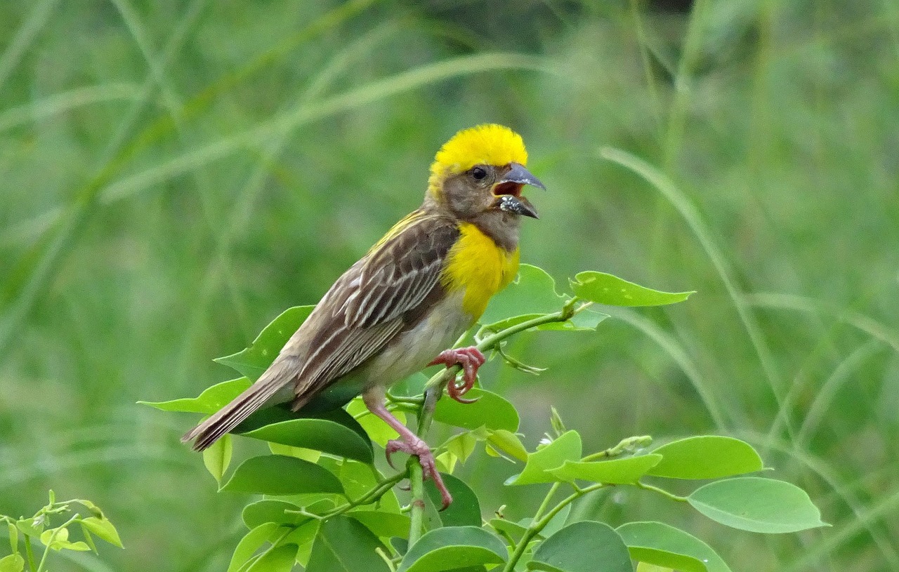 Bird Baya Weaver Ploceus - Free photo on Pixabay