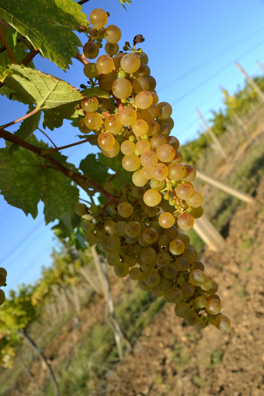 200+ Free Sky Wine & Wine Images - Pixabay