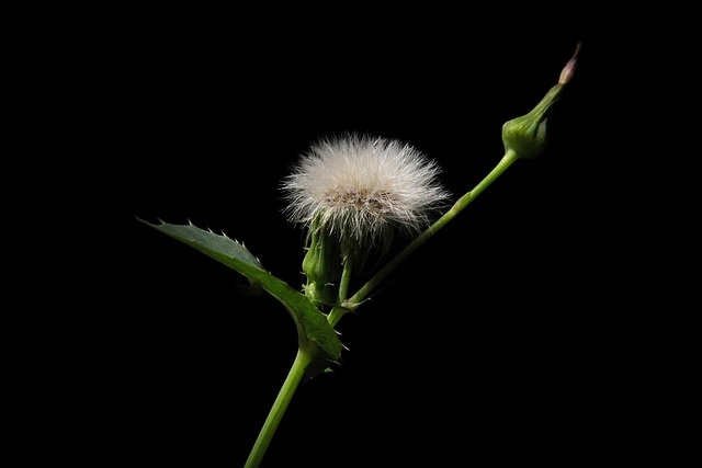 800+ Free Sow & Pig Images - Pixabay