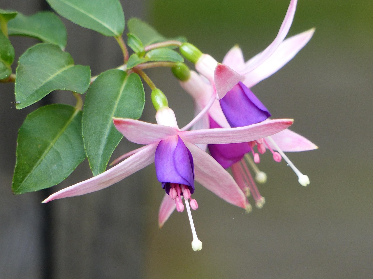 Fuchia Flores Verano - Foto gratis en Pixabay - Pixabay
