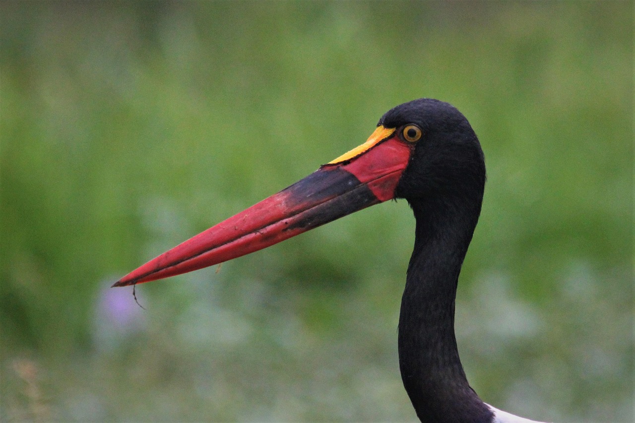 Saddle Billed Stork - Free photo on Pixabay