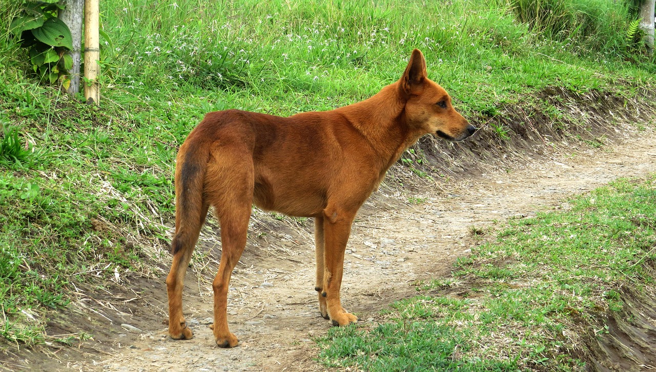 Animal Perro Campesino Domestico - Foto gratis en Pixabay - Pixabay