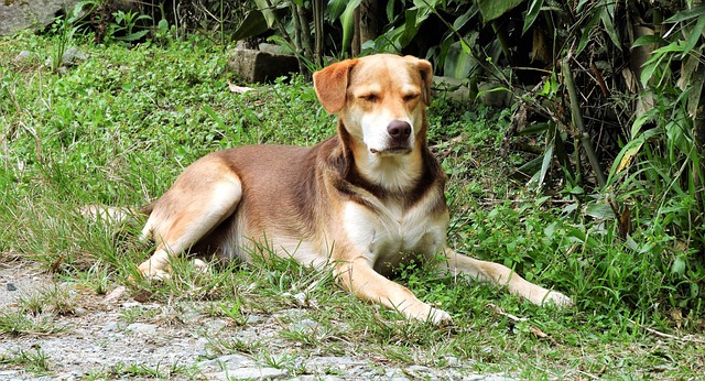 Perro Domestico Animal Canino - Foto gratis en Pixabay - Pixabay