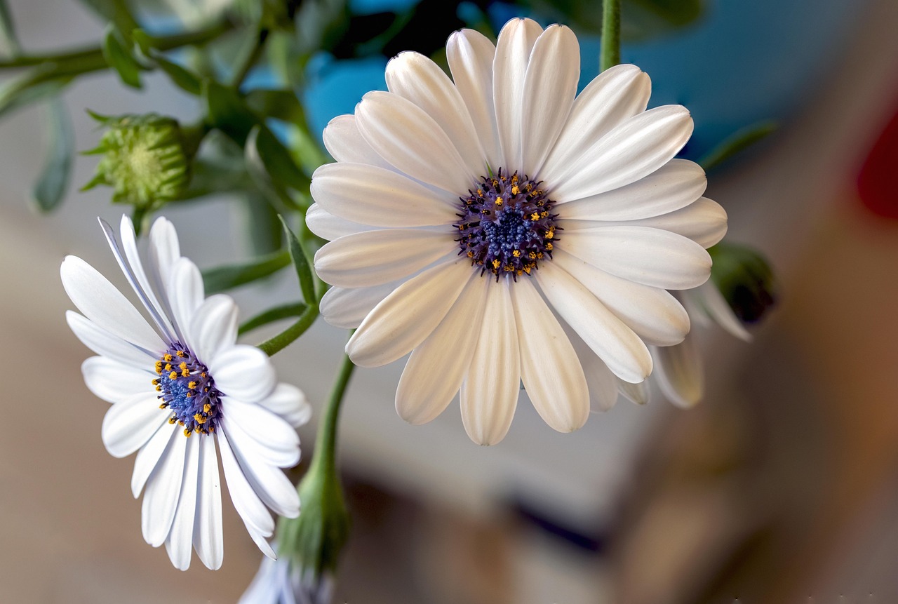 Indah Daisy Putih Bunga - Foto gratis di Pixabay - Pixabay