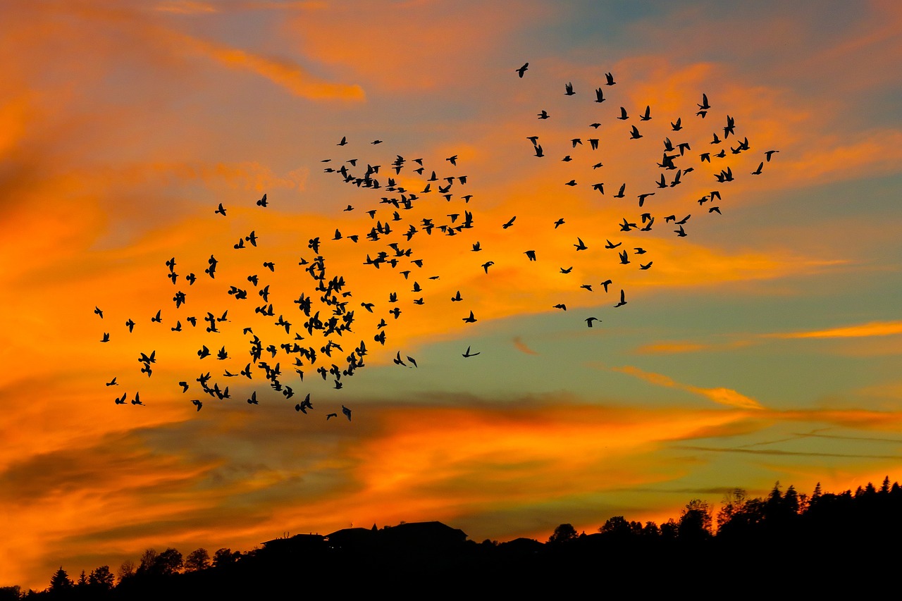 500+ kostenlose Vogelschwarm und Zugvögel-Bilder - Pixabay