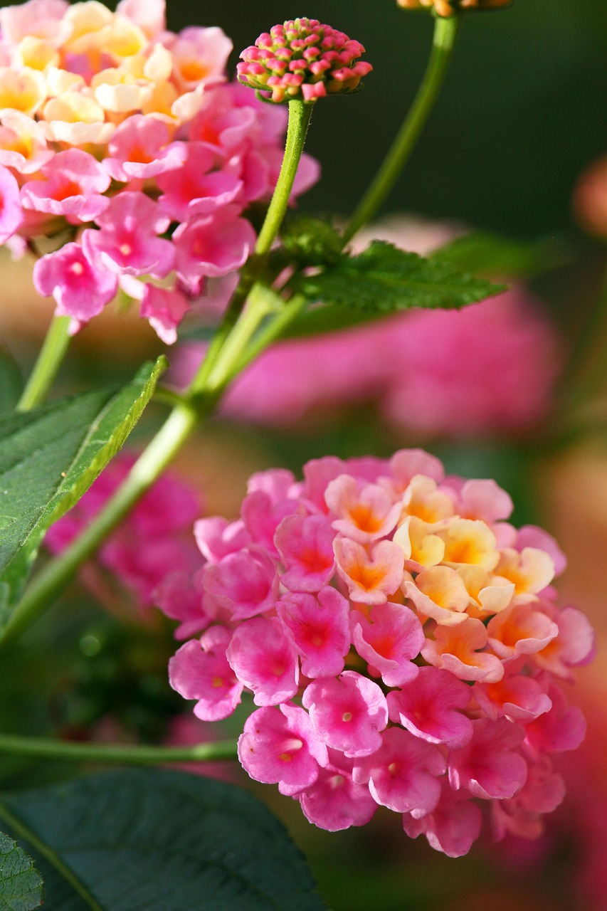 Convertible Rose Balcony Plant - Free photo on Pixabay