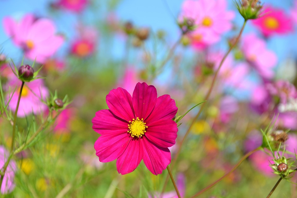 Blumen Blumenwiese Cosmea - Kostenloses Foto auf Pixabay - Pixabay