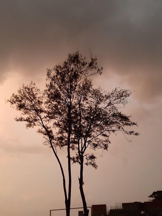 Tree Shadow Night - Free photo on Pixabay