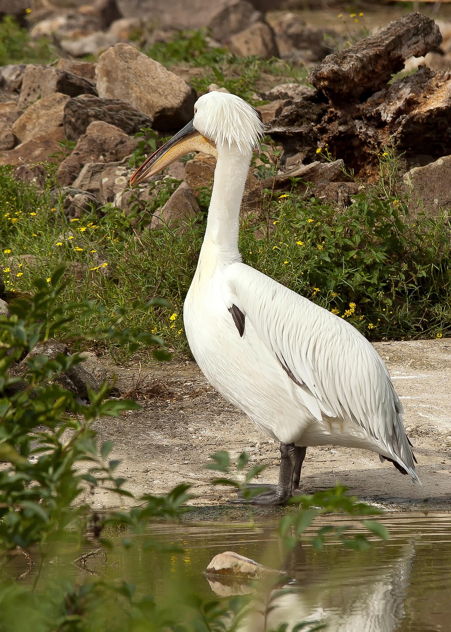 1,000+ Free Crane Bird & Bird Images - Pixabay