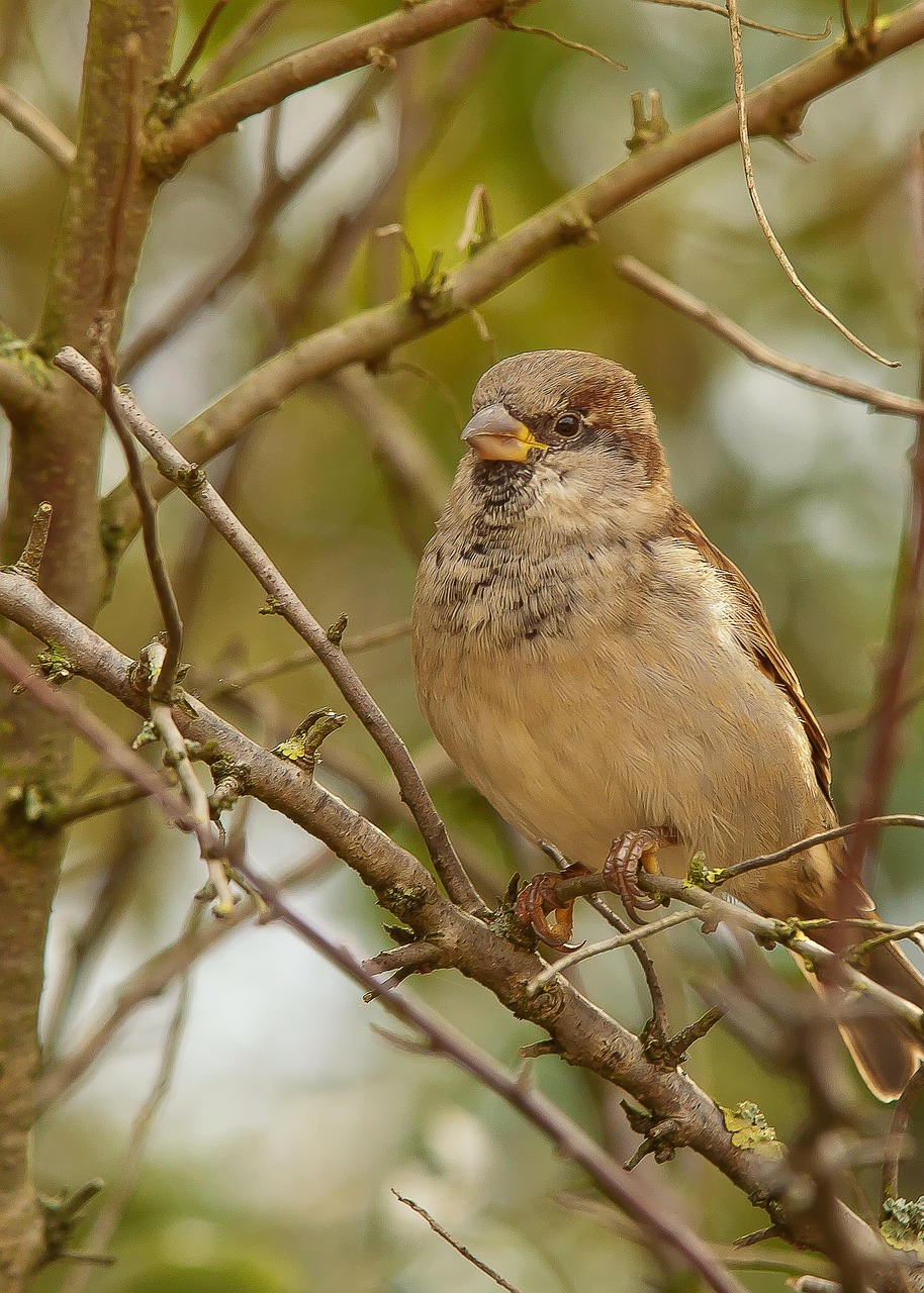 Sparrow Nature Sperling - Free photo on Pixabay