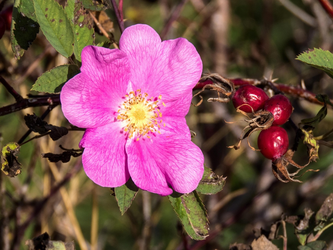 Rosa Mosqueta Flor Bagas - Foto gratuita no Pixabay - Pixabay