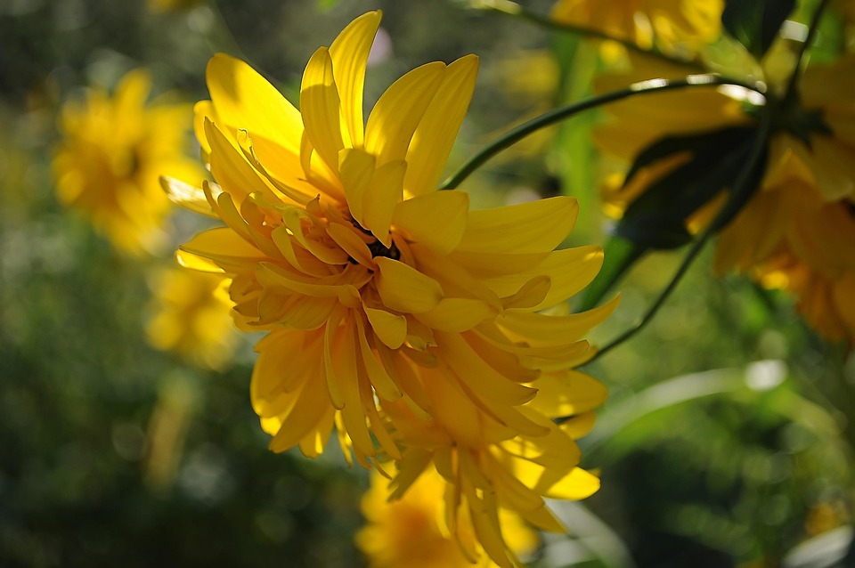 Bunga-Bunga Kuning Bunga Musim - Foto gratis di Pixabay - Pixabay
