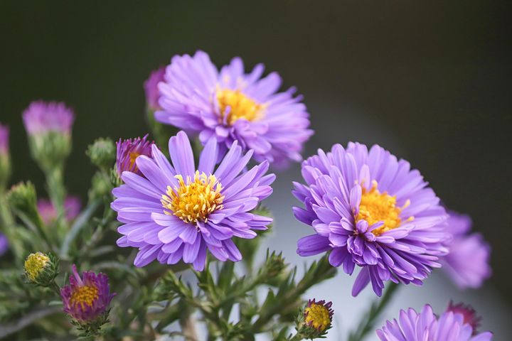 1,000+ Free Aster Flower & Aster Images - Pixabay