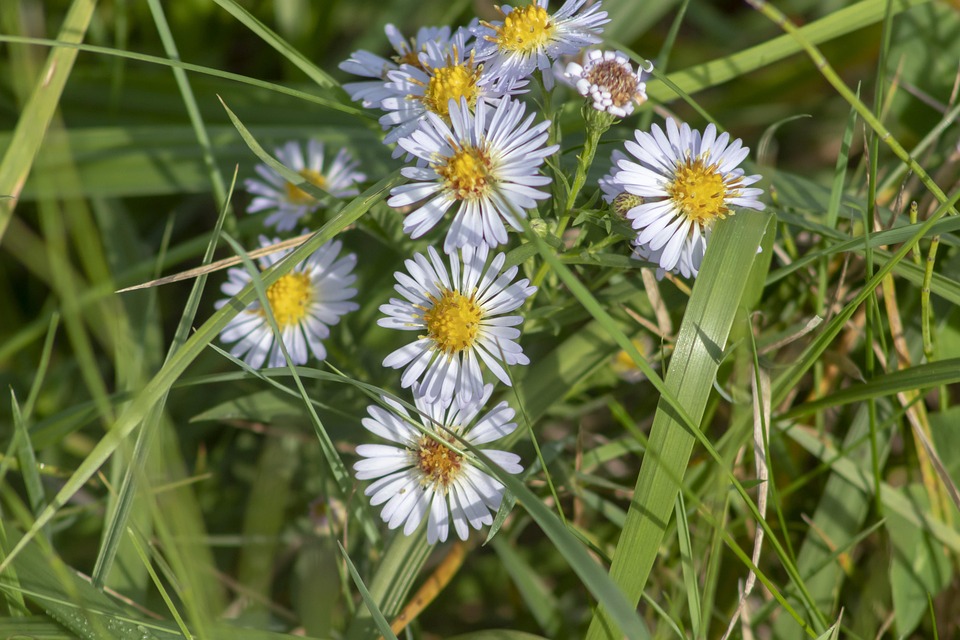 Fleurs Sauvages Fleur De Prairie - Photo gratuite sur Pixabay - Pixabay