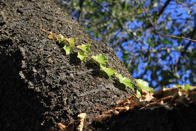 The Vine Nature - Free photo on Pixabay