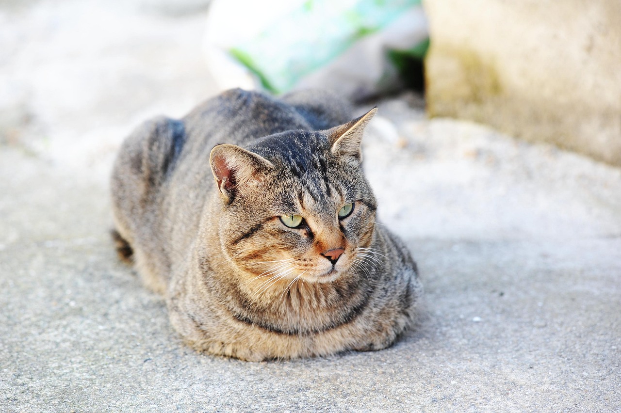Cat Animal Mammalia - Free photo on Pixabay - Pixabay