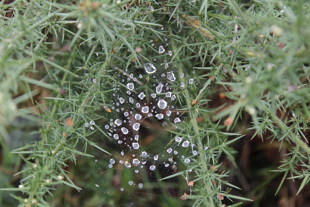 Spinnennetz Regen Natur - Kostenloses Foto auf Pixabay - Pixabay